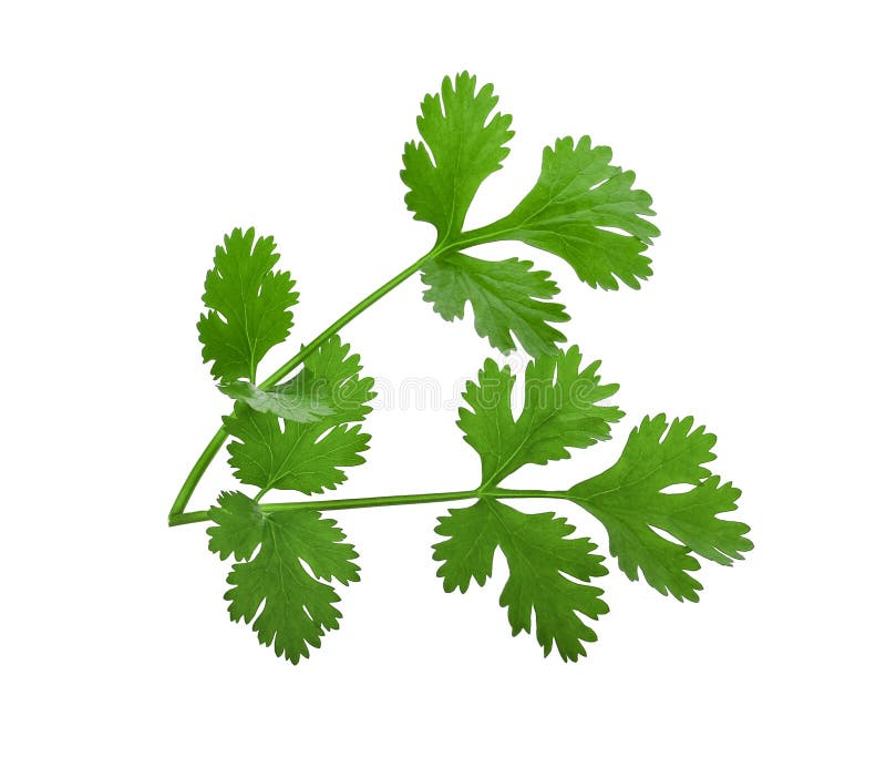 Hojas De Cilantro Aisladas En Fondo Blanco Imagen de archivo - Imagen ...