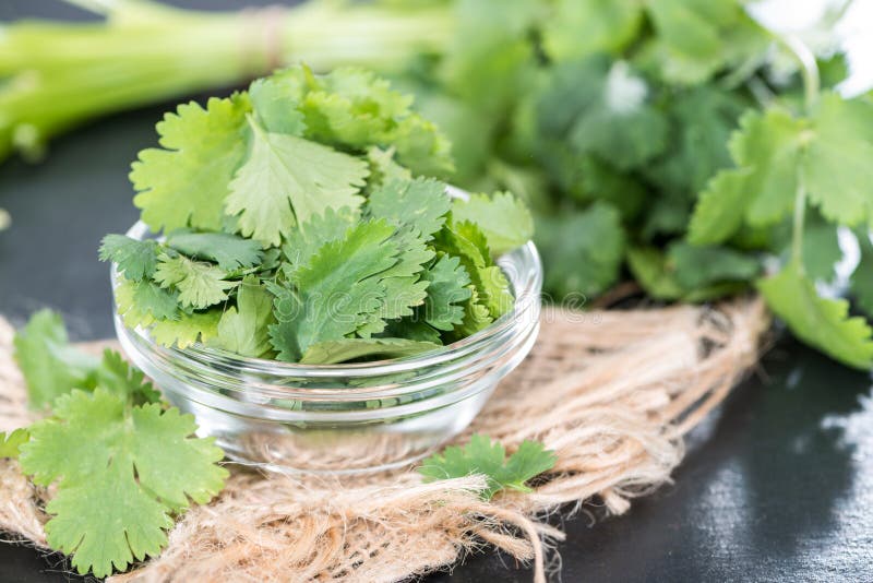 Cilantro stock image. Image of eating, condiment, organic - 41380525