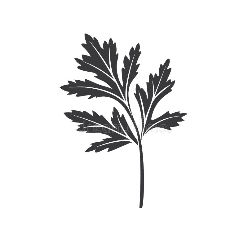 Cilantro Stock Illustrations – 9,474 Cilantro Stock Illustrations ...