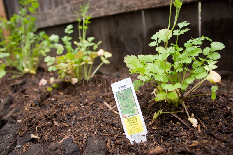 Cilantro in Herb Garden stock photo. Image of green, herb - 2687194