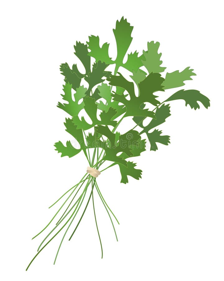 Cilantro Stock Illustrations – 83,116 Cilantro Stock Illustrations ...