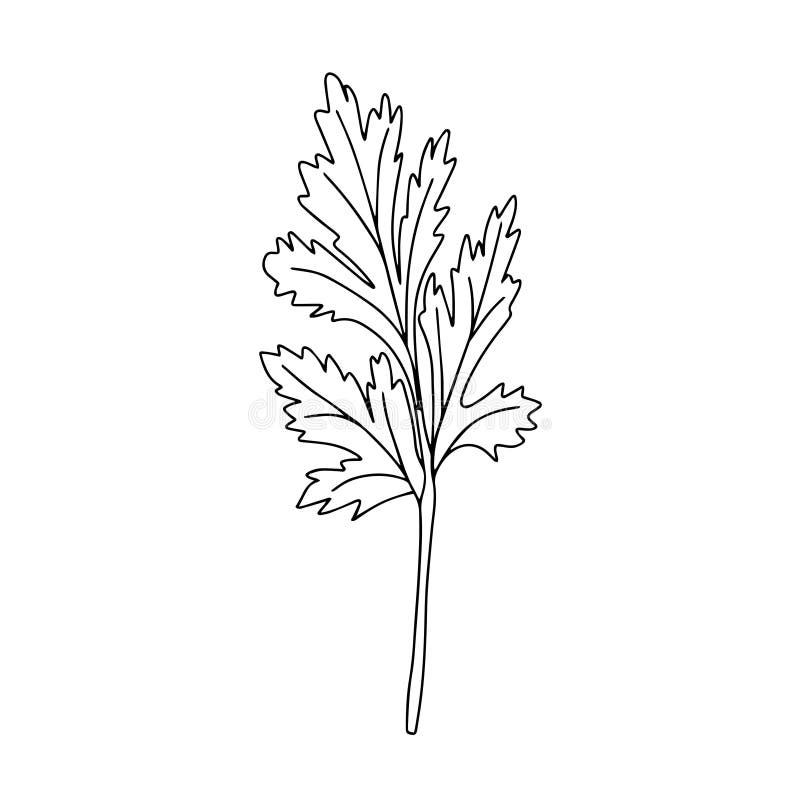 Cilantro Isolated on White Background. Vector Green Leaves Cilantro ...