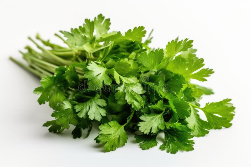 Cilantro Leaf on White Background. Generative AI Stock Illustration ...