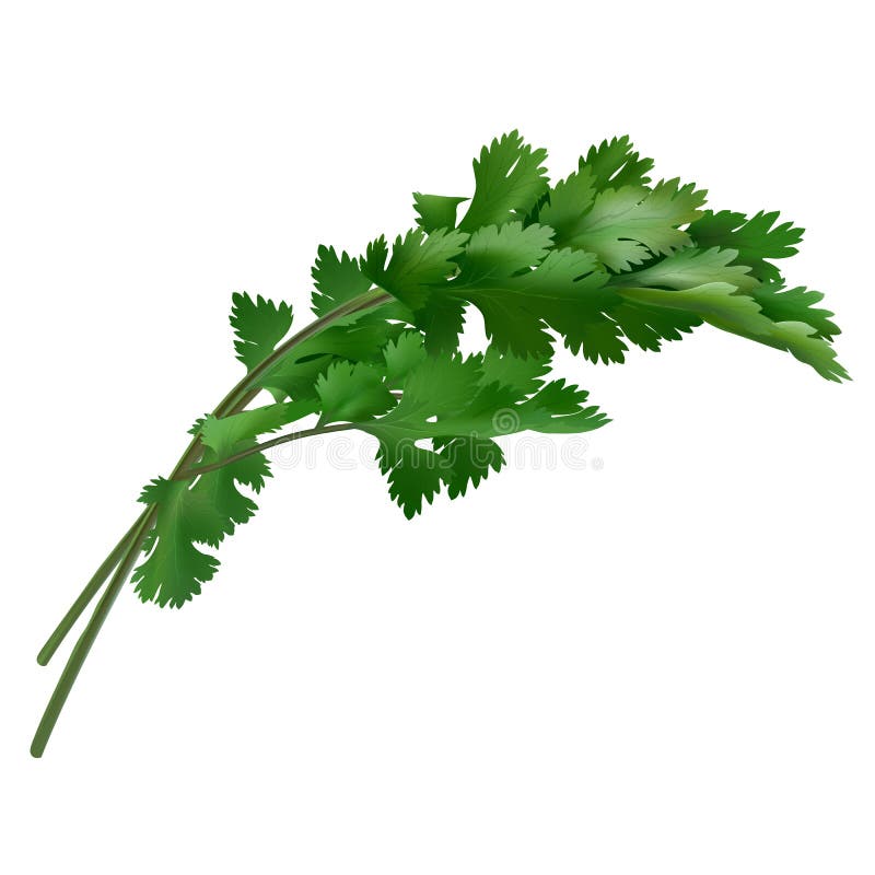 Cilantro Stock Illustrations – 18,052 Cilantro Stock Illustrations ...
