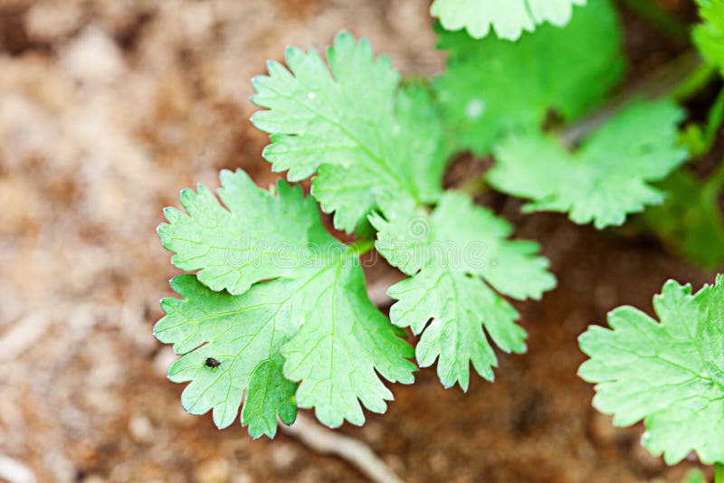 Hierba Orgánica Del Cilantro Imagen de archivo - Imagen de fondo ...