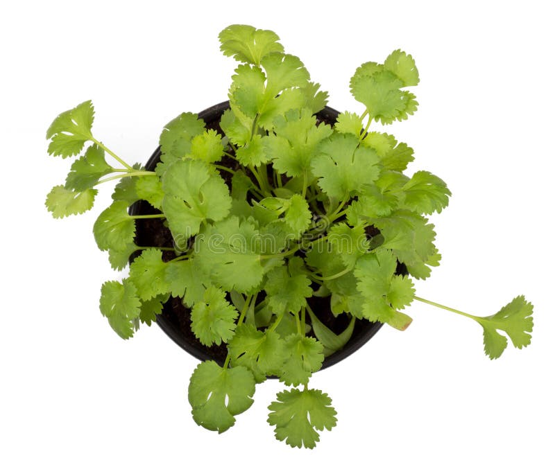 Cilantro plant stock image. Image of gardening, flower - 30904287