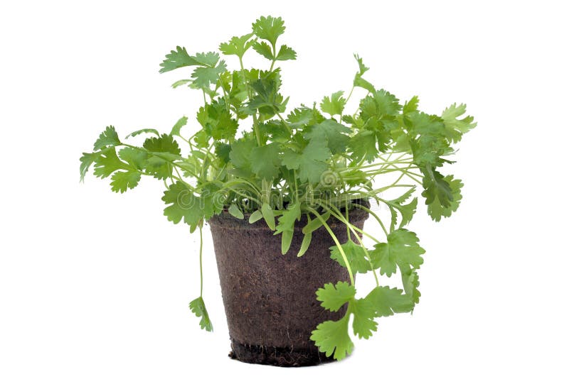 147 Potted Cilantro Plant Stock Photos - Free & Royalty-Free Stock ...