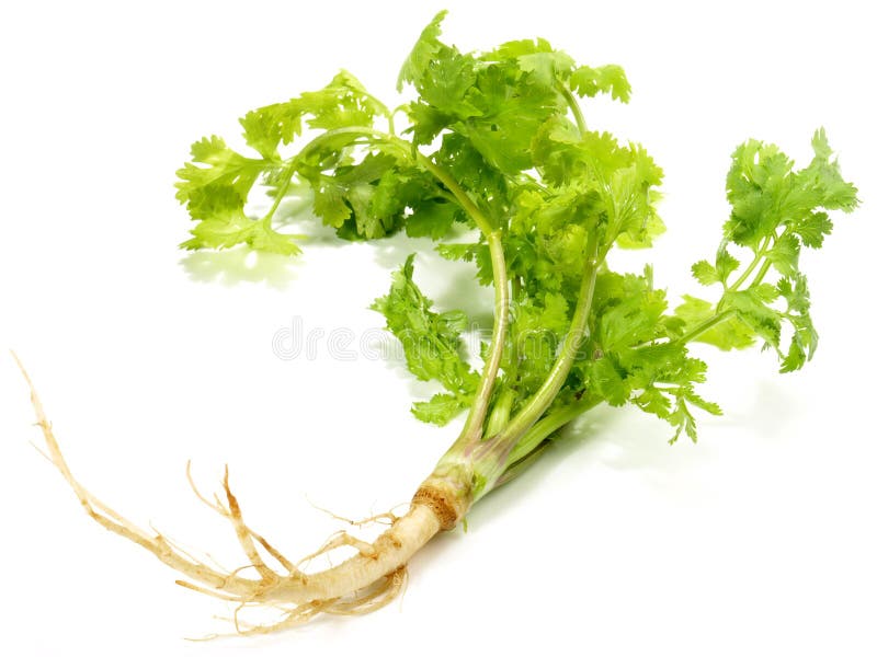 Cilantro Root with Leaves on White Background - Isolated Stock Photo ...
