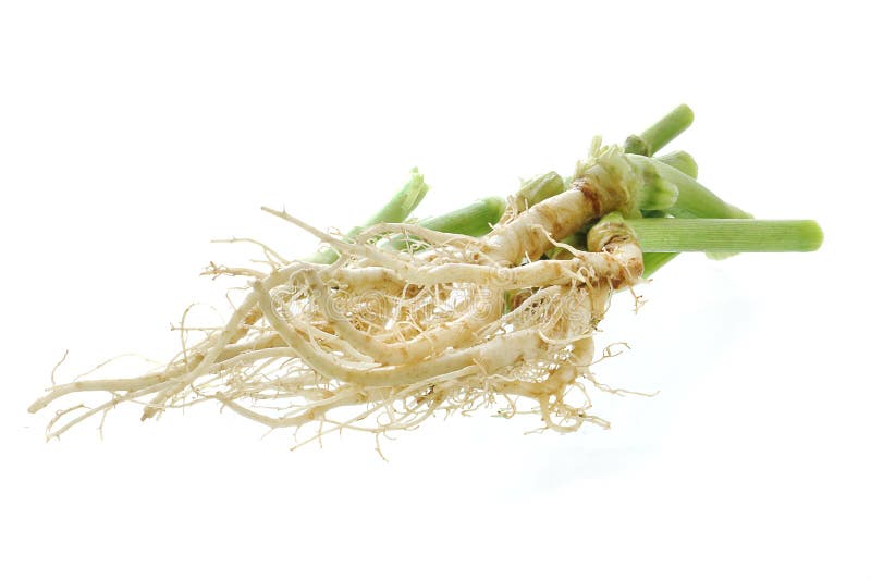 Cilantro Root with Leaves on White Background - Isolated Stock Photo ...