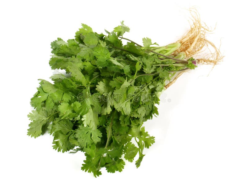 Cilantro Roots with Leaves on White Background - Isolated Stock Image ...