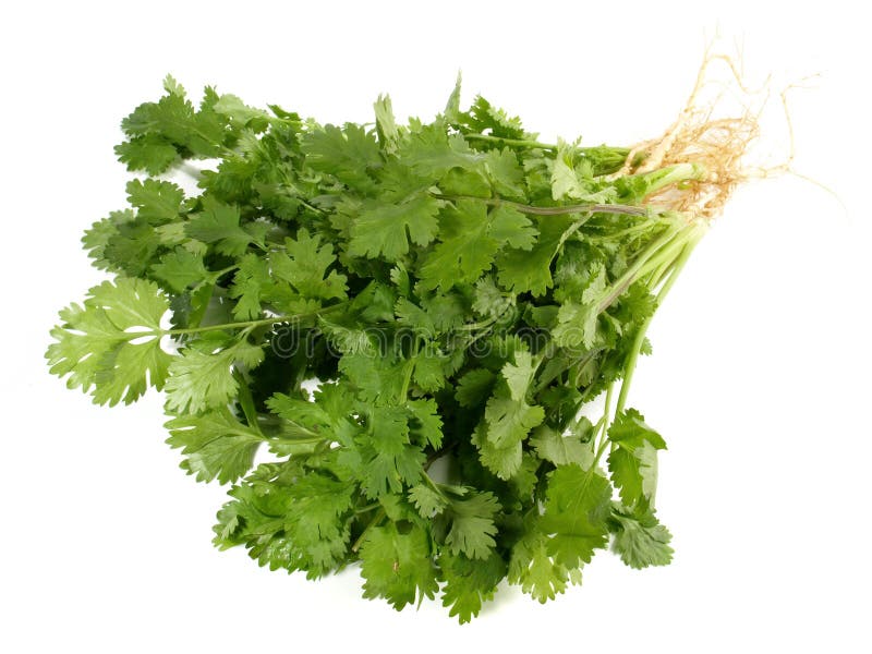 Cilantro Roots with Leaves on White Background - Isolated Stock Image ...