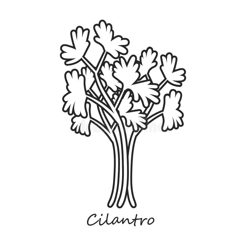 Cilantro Coloring Page Coloring Pages