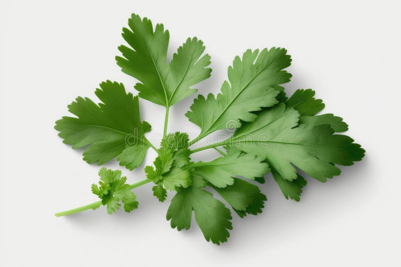 Cilantro on a White Background. Generative AI Stock Illustration ...