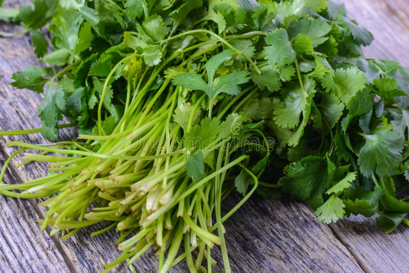Cilantro on Wood Background Stock Photo - Image of coriander, green ...