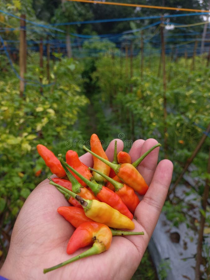 Original Rawit Stock Photos - Free & Royalty-Free Stock Photos from ...