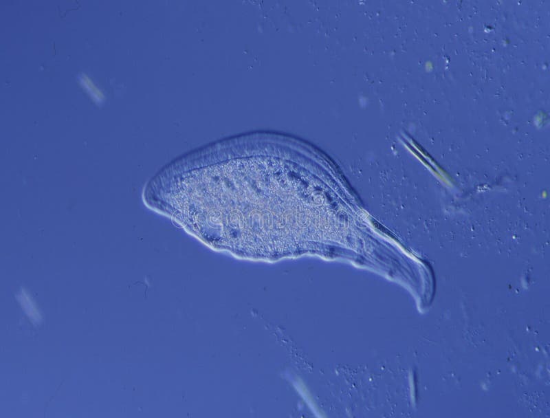 Ciliat in drops of water stock image. Image of ciliate - 194437807