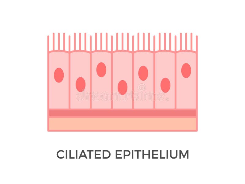 Ciliated Epithelium. Epithelial Tissue Types. Stock Vector ...