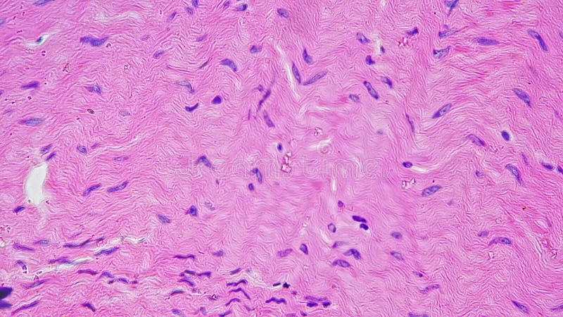Ciliated Epithelium of Gill in Transversal Section at Microscopic ...