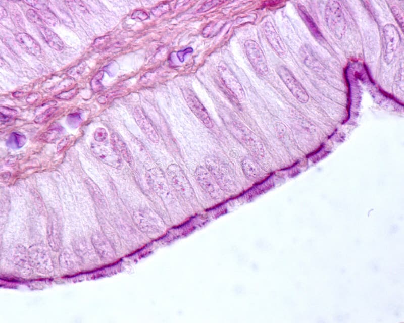 Simple columnar epithelium stock image. Image of histology - 93292693