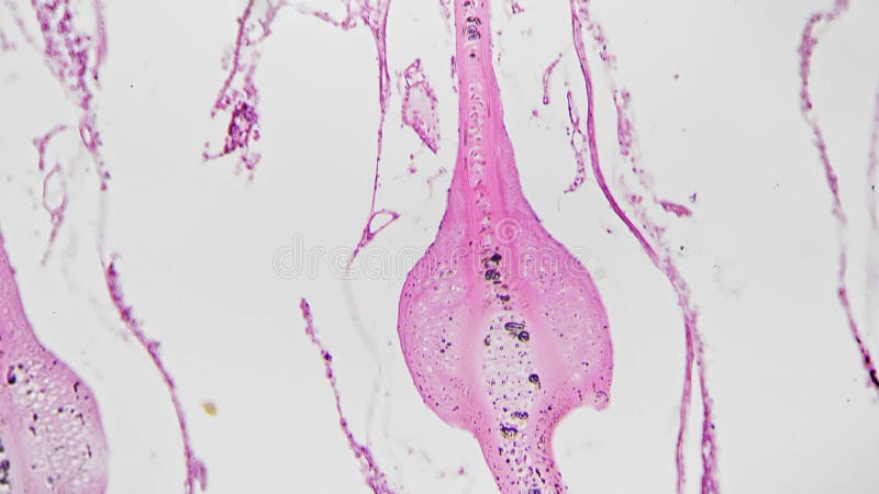 Human Ciliated Epithelium in Section Under Microscope 400x Filmed ...