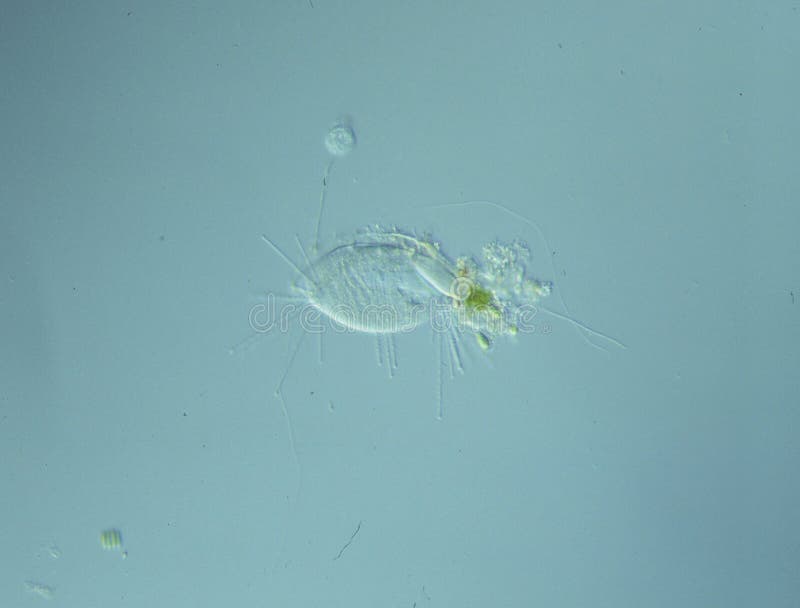Ciliates Dans Les Gouttes D'eau Image stock - Image du microscope ...