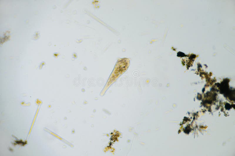 A lot of ciliates stock photo. Image of organism, pond - 219898140