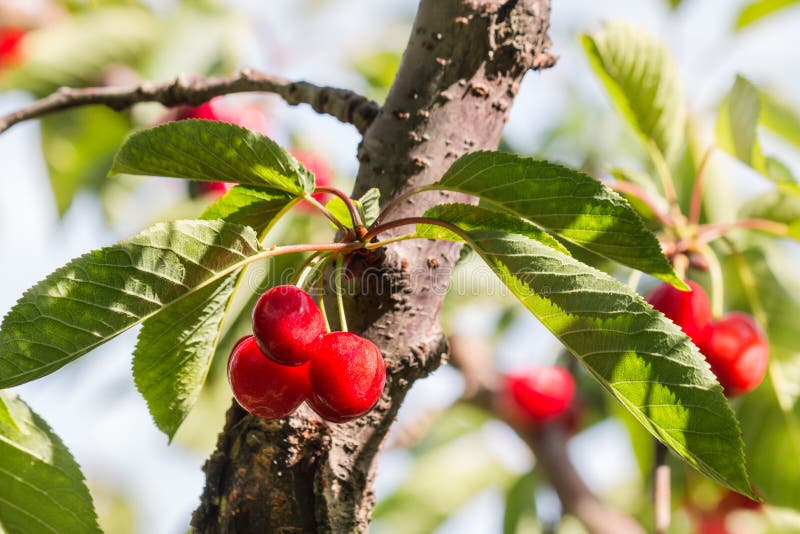 Ciliegia Matura Su Un Ciliegio Contro Un Cielo Blu Immagine Stock ...