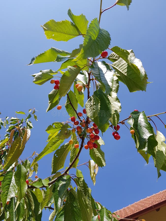 Ciliegia immagine stock. Immagine di albero, impressionante - 117936971