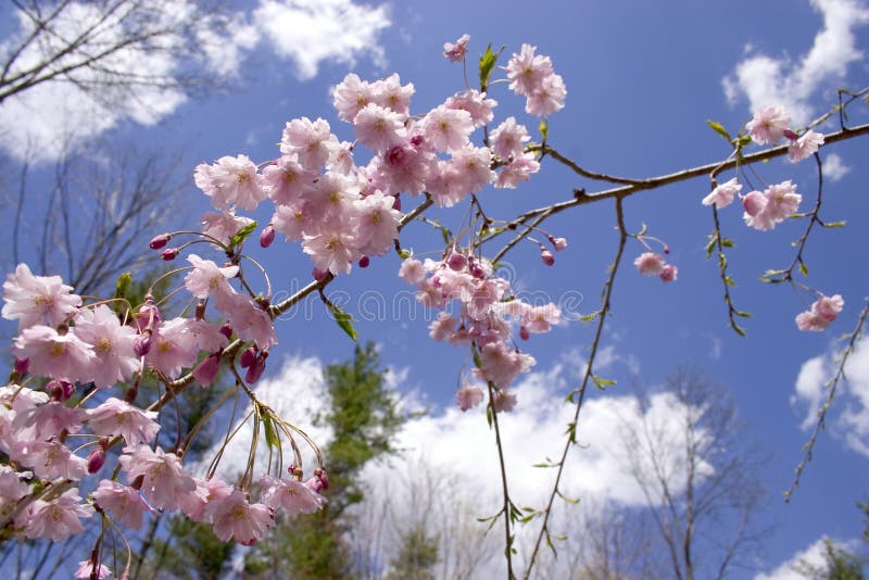 Ciliegia Piangente - Cielo Blu Fotografia Stock - Immagine di giardino ...