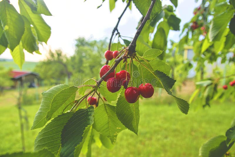 Ciliegi Rossi E Dolci In Frutteto - Ramifichi Di Inizio Dell'estate ...