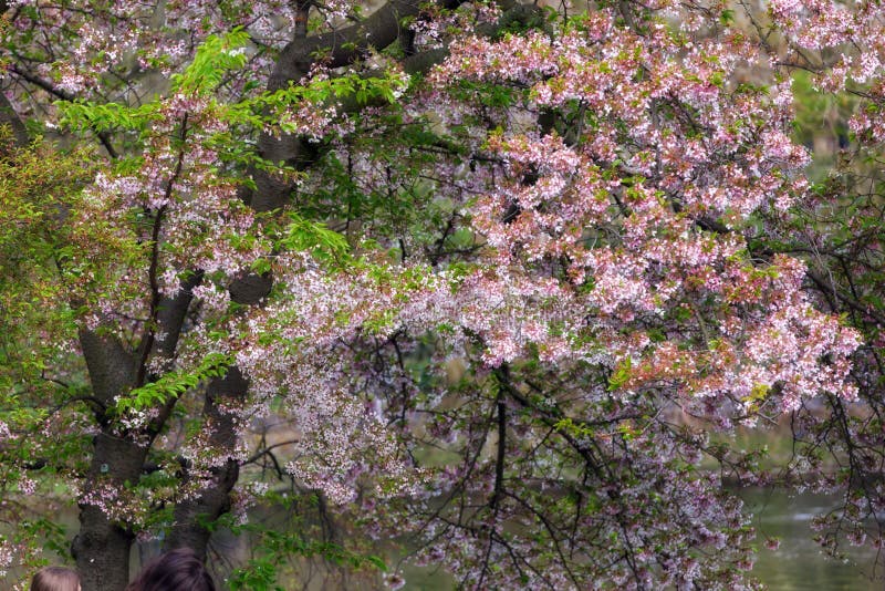 Ciliegio rosa fotografia stock. Immagine di bello, freschezza - 32906988