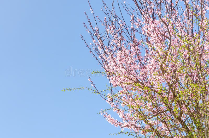 Ciliegio Rosa Sbocciante Di Sakura Della Primavera Immagine Stock ...