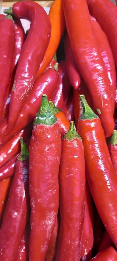 Cilli Plant Stock Photos - Free & Royalty-Free Stock Photos from Dreamstime