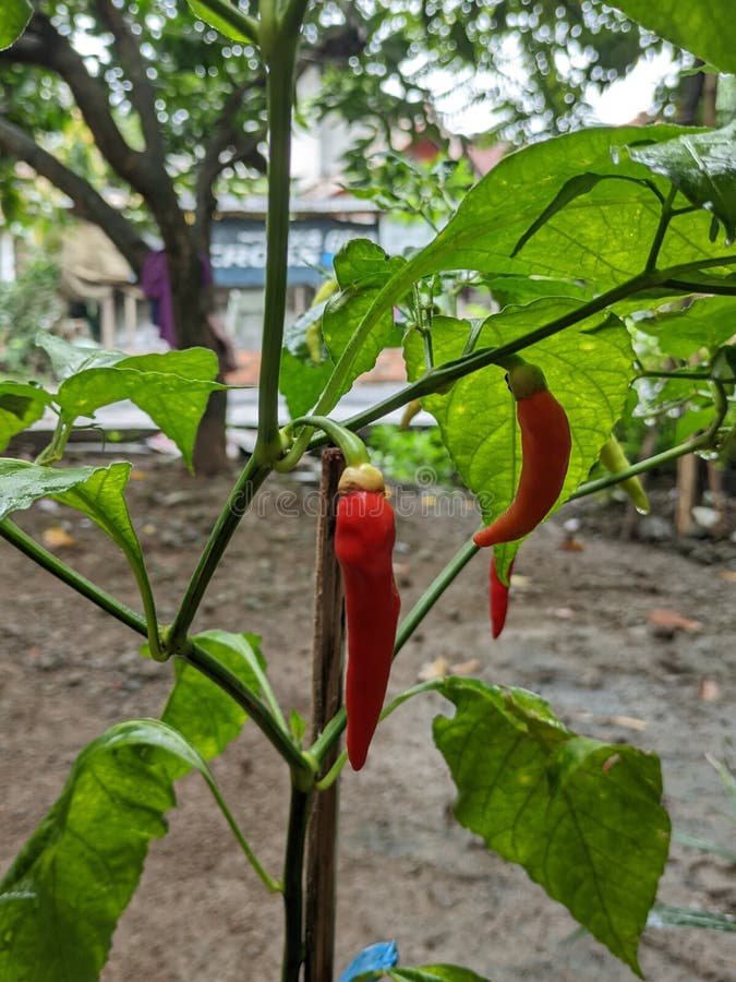 Cilli Plant Stock Photos - Free & Royalty-Free Stock Photos from Dreamstime