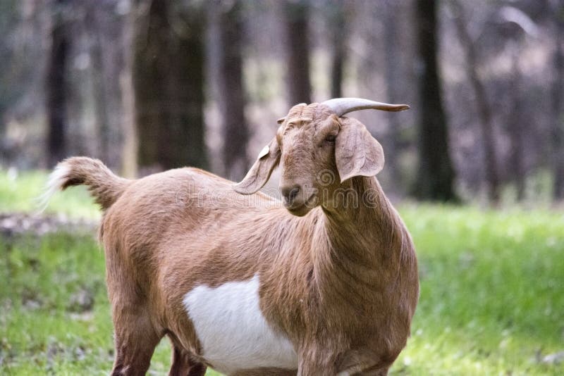 Cima Boera Della Capra Mezza Immagine Stock - Immagine di agricoltura ...