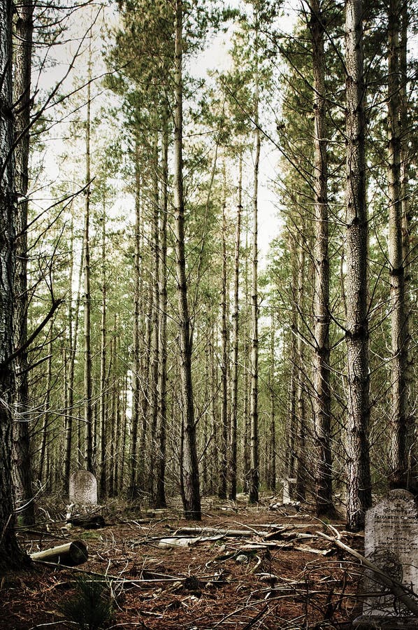 Cimetière de forêt photo stock. Image du centrale, vert - 14472316