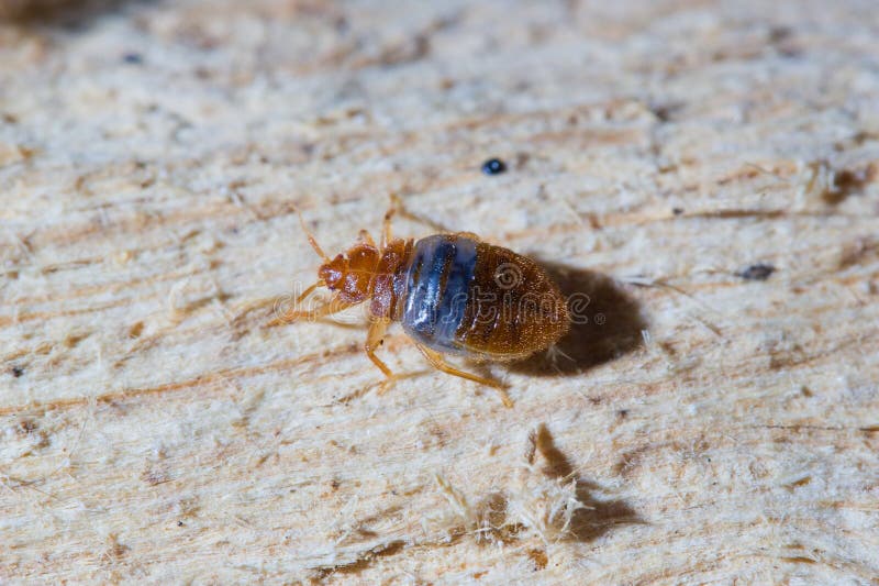 Cimex Pipistrelli, European Bat Bug Stock Photo - Image of insects ...