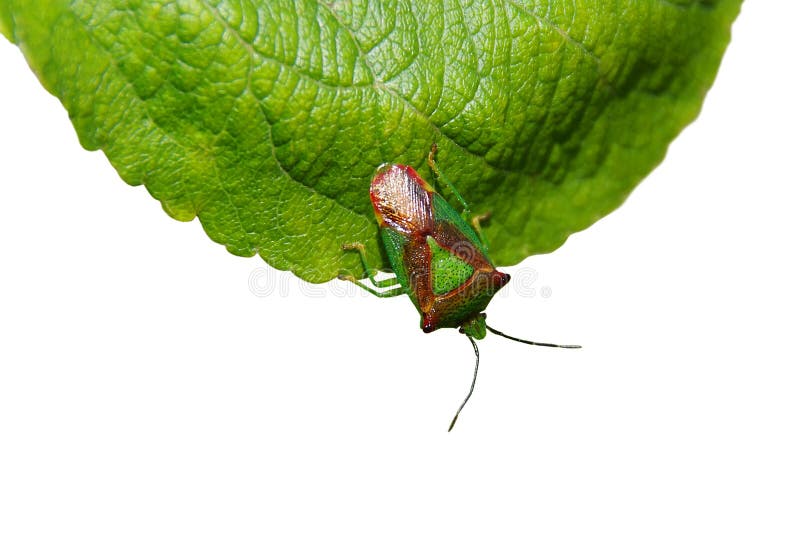 Cimice Della Foglia Di Fine Sul Macro Piccolo Insetto Su - Fotografia ...