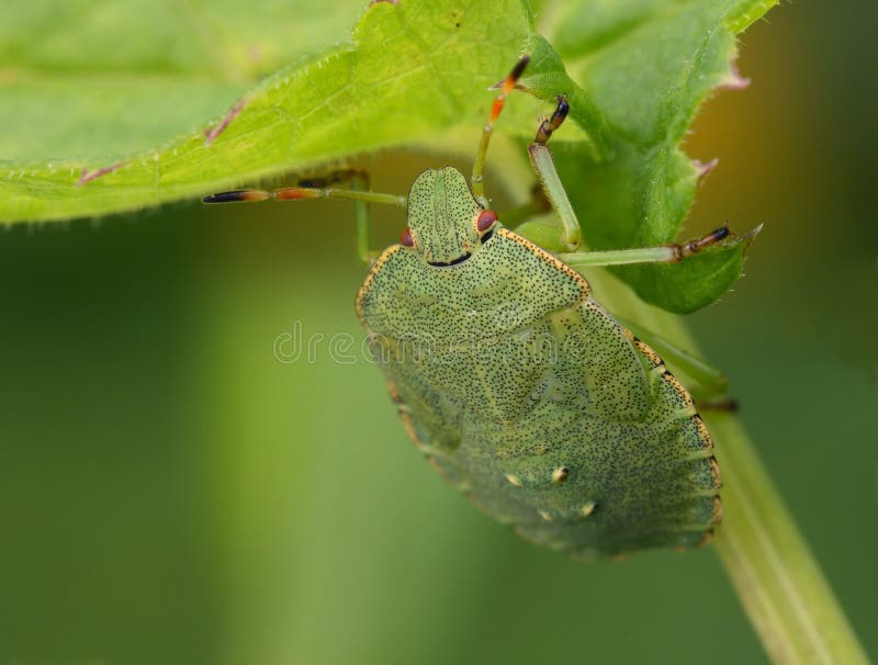 Cimice fotografia stock. Immagine di striato, insetto - 35454878
