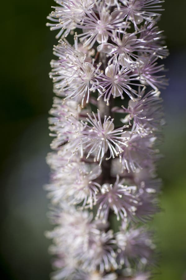 Cimicifuga macro stock image. Image of color, nature - 77434059