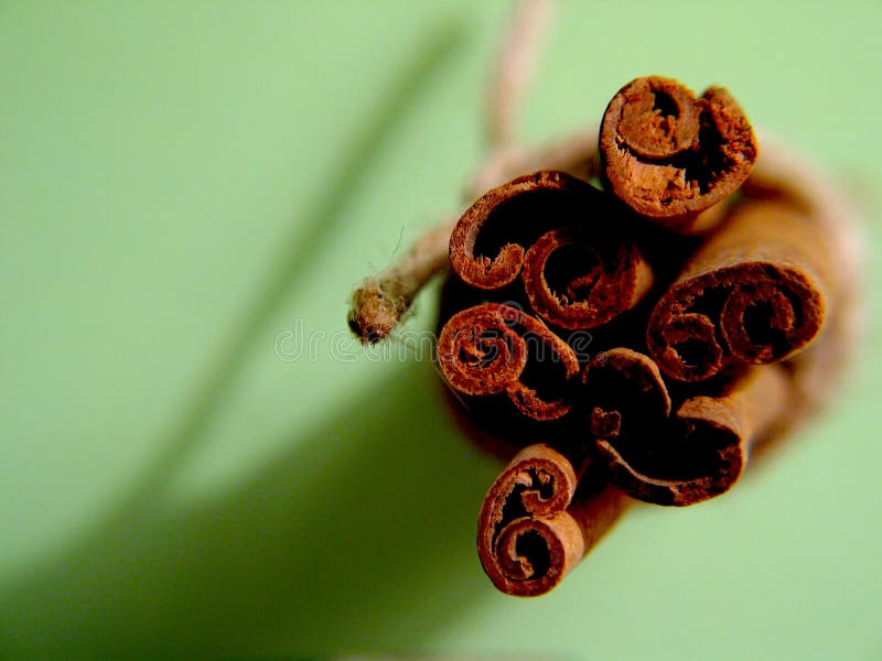 Cinamomo imagen de archivo. Imagen de estacional, follaje - 360325