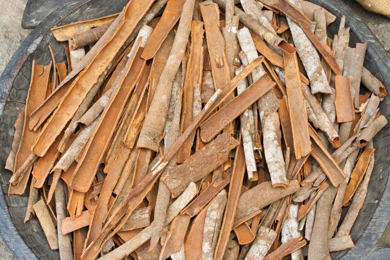 Cinamomo En Kerala, La India Imagen de archivo - Imagen de condimento ...