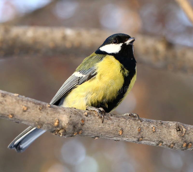 Cinciallegra fotografia stock. Immagine di marrone, uccello - 85930460