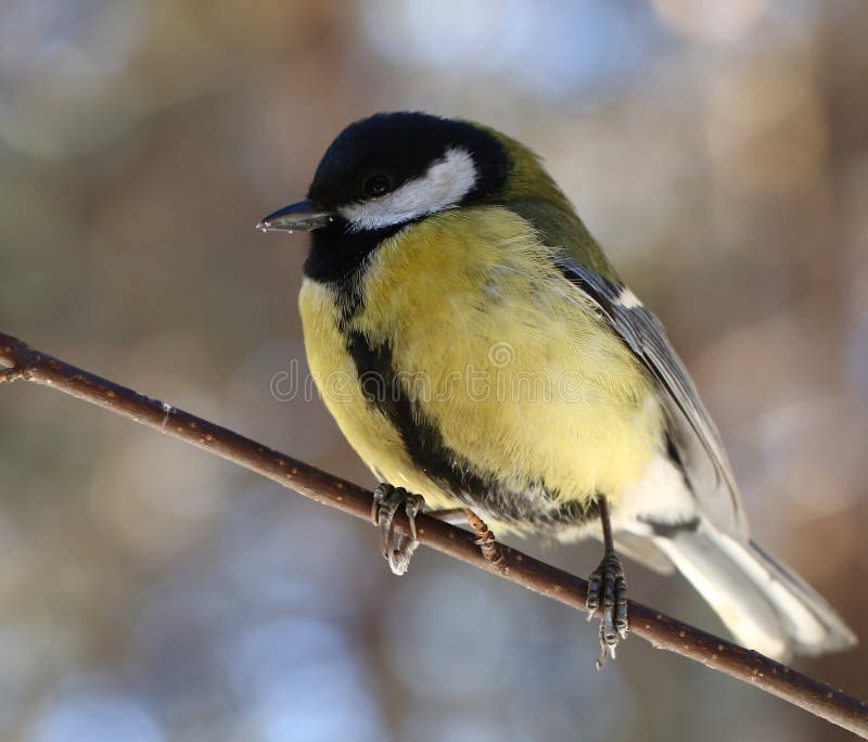 Cinciallegra fotografia stock. Immagine di brown, uccello - 85930460