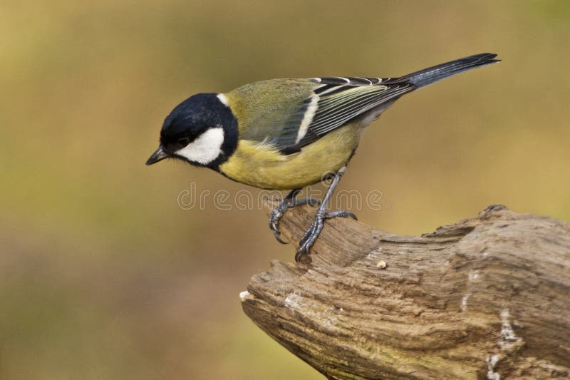 Cinciallegra immagine stock. Immagine di buca, fotographia - 51470939