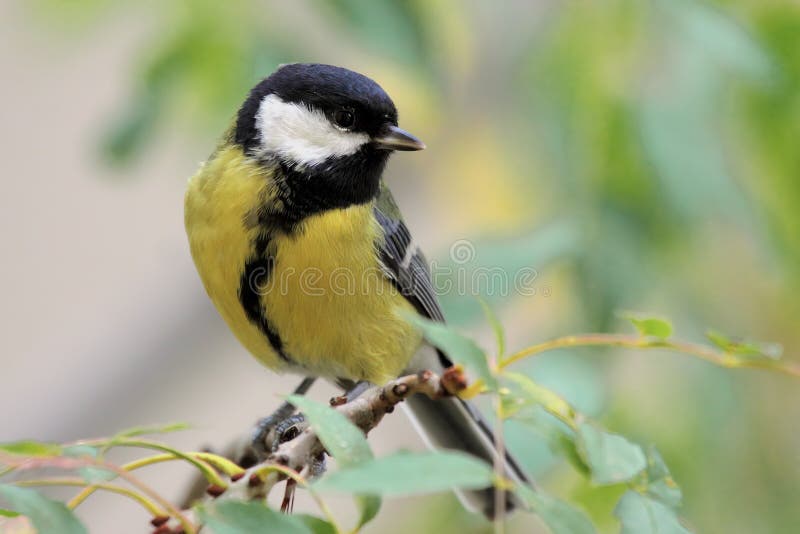 Cinciallegra (maggiore Del Parus) Fotografia Stock - Immagine di giallo ...