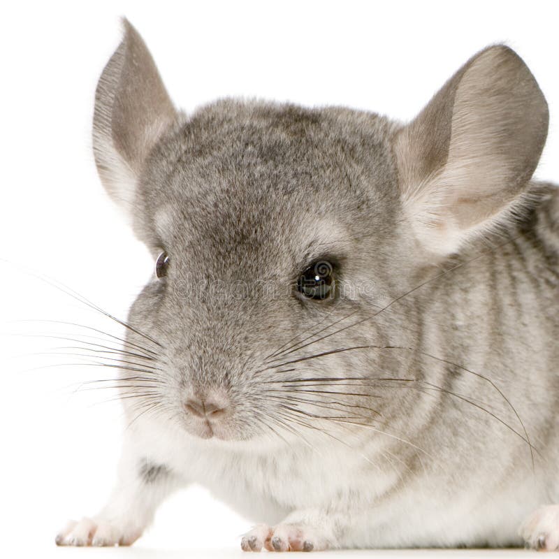 Cincillà immagine stock. Immagine di animale, giovane - 2332215