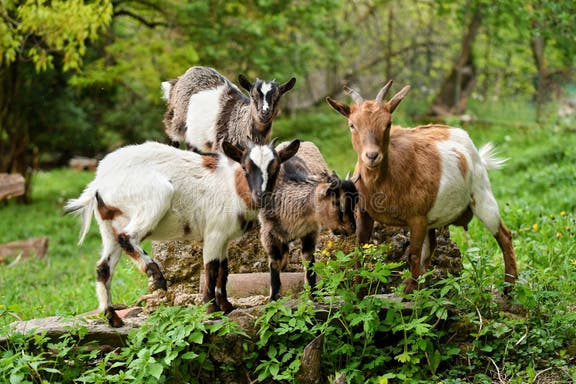 Cinco cabras posando imagen de archivo. Imagen de pasto - 261468087