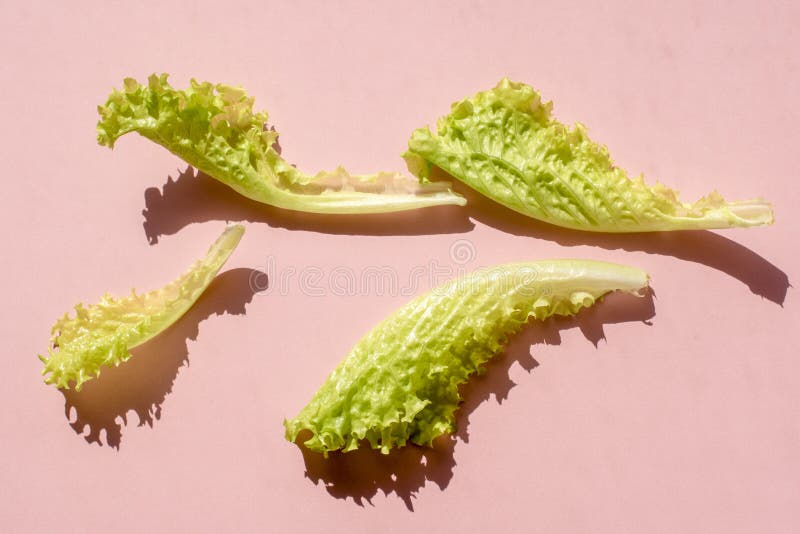 Cinco Folhas Da Alface No Rosa Foto de Stock - Imagem de macro, alto ...