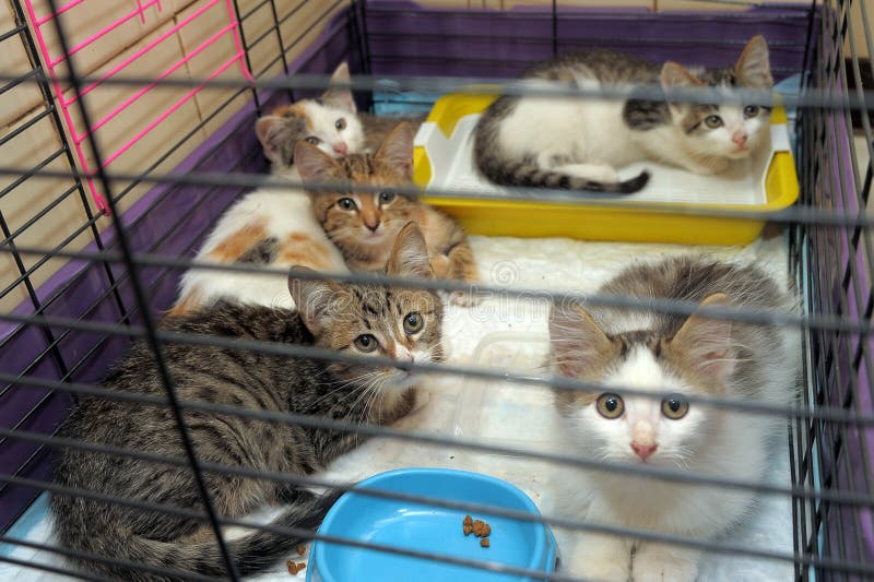 Cinco gatitos foto de archivo. Imagen de cinco, piel - 23949450